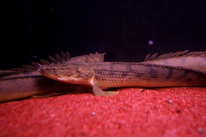 Polypterus Congicus photo thread. | MonsterFishKeepers.com