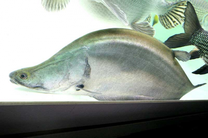 Monster Lopis | MonsterFishKeepers.com