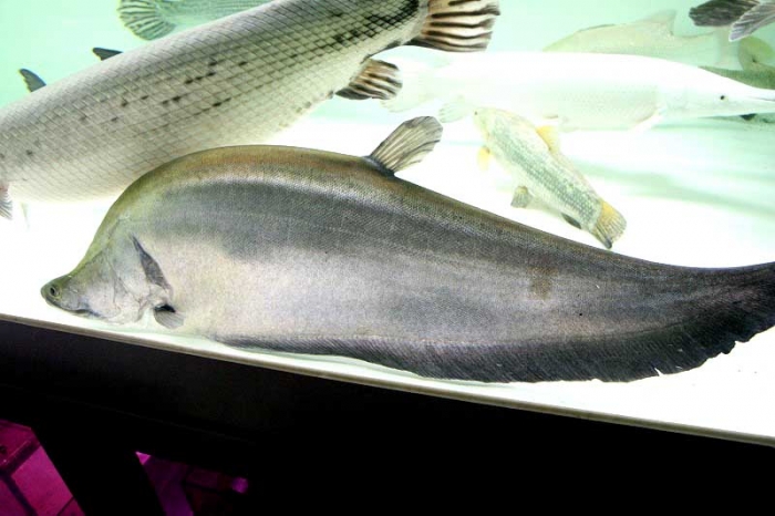 Monster Lopis | MonsterFishKeepers.com