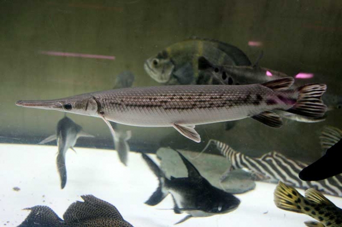 Atractosteus tropicus (tropical gar)