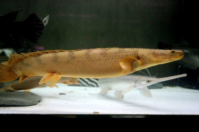 Polypterus Congicus photo thread. | MonsterFishKeepers.com