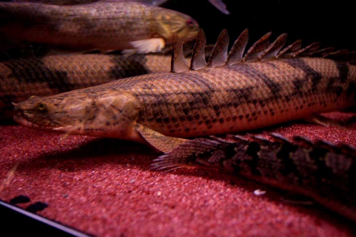 Polypterus Congicus photo thread. | MonsterFishKeepers.com