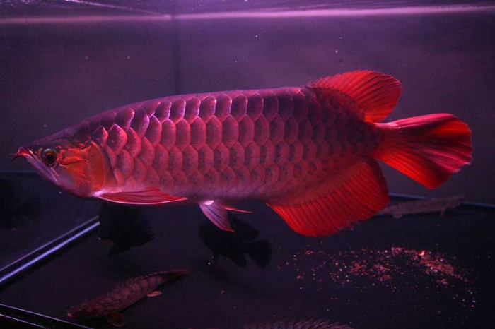 BIGIN ワールドフィッシュ ビッグイン