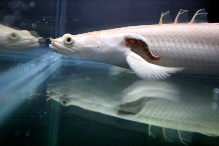 BIGIN ワールドフィッシュ ビッグイン