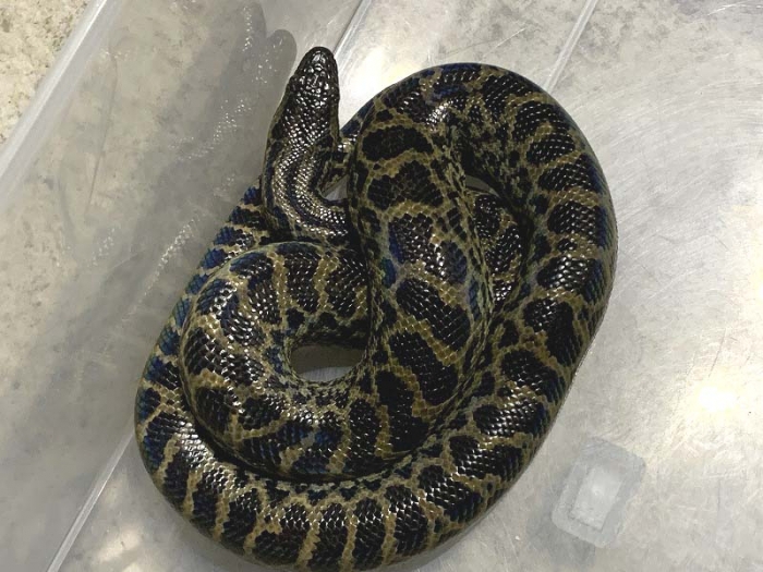 BIGIN ワールドフィッシュ ビッグイン